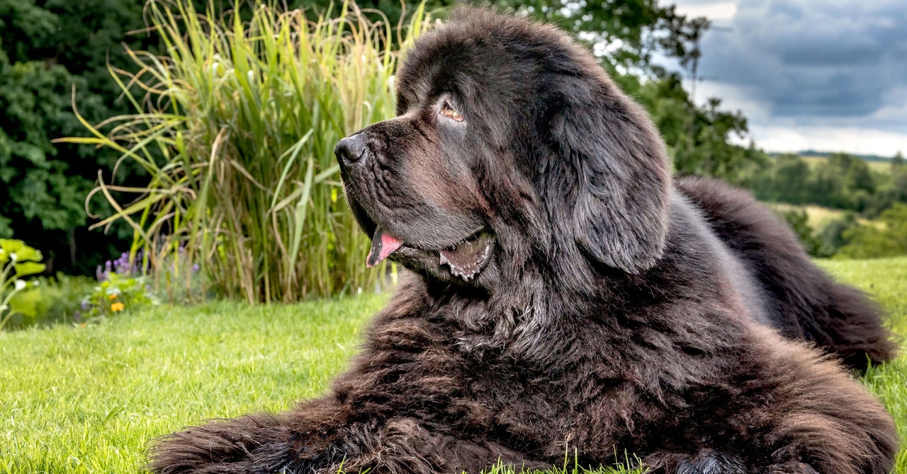 A Life-Extension Drug for Big Dogs Is Getting Closer to Reality ...